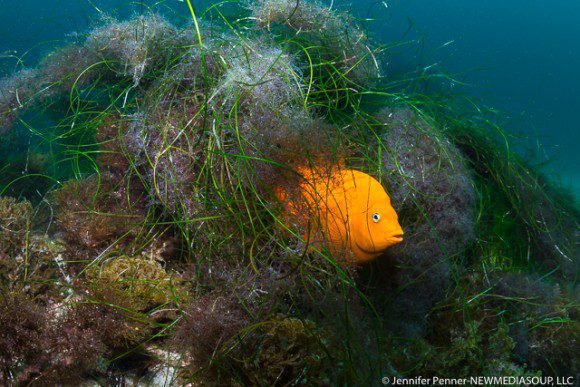 Underwater Images - Channel Islands - Newmediasoup